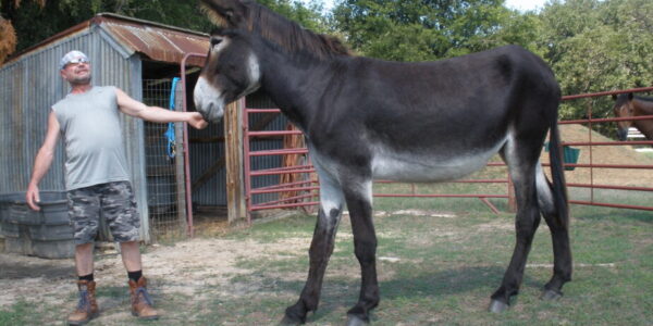 American Mammoth Donkey For Sale